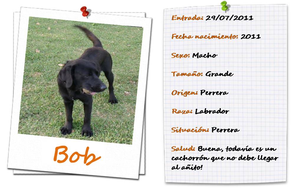 ¡ADOPTADO! Bob, todo un artista – Asociación SosGolden