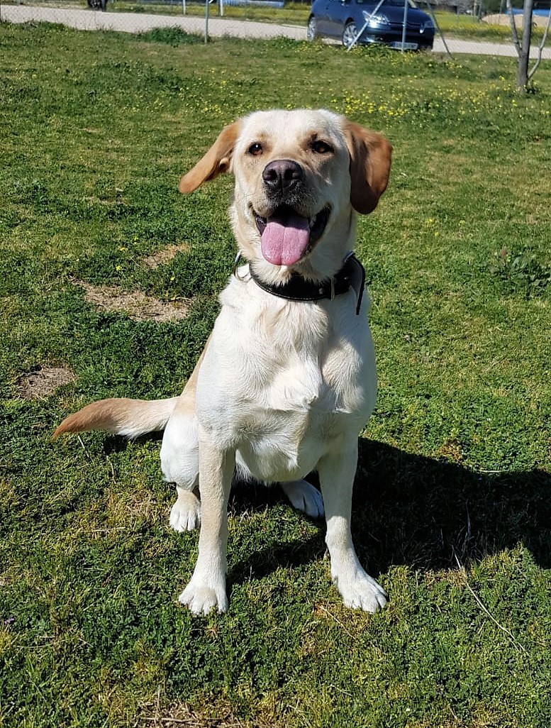 Adoptada Pippa – Asociación SosGolden