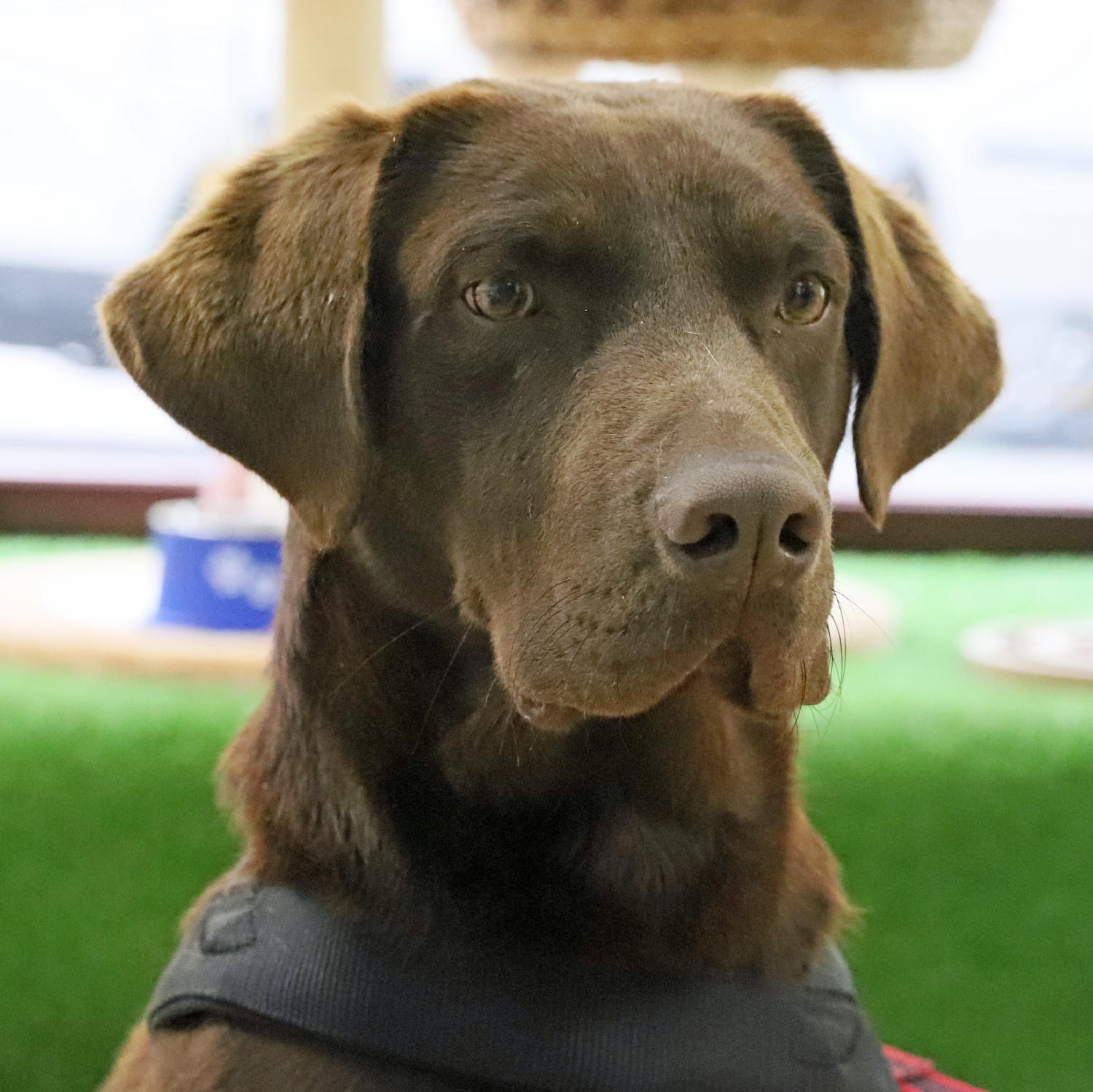 SHELDON 006 – Asociación SosGolden