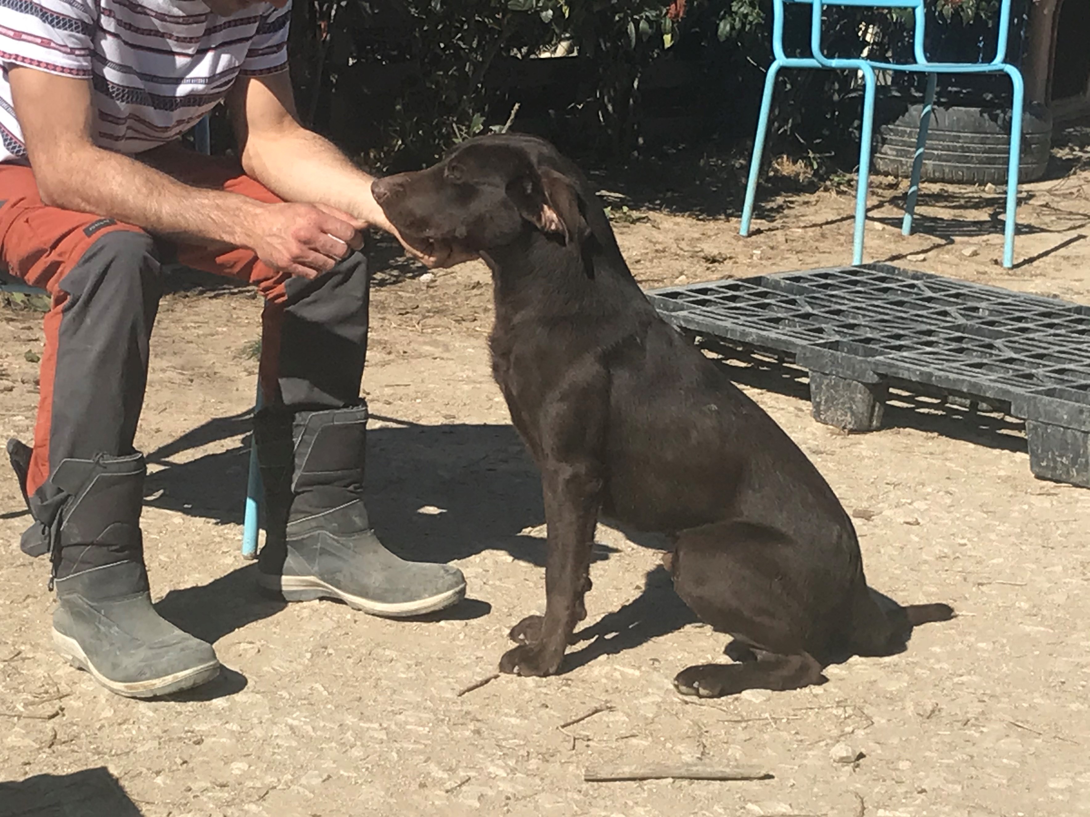 Adoptado Sheldon – Asociación SosGolden