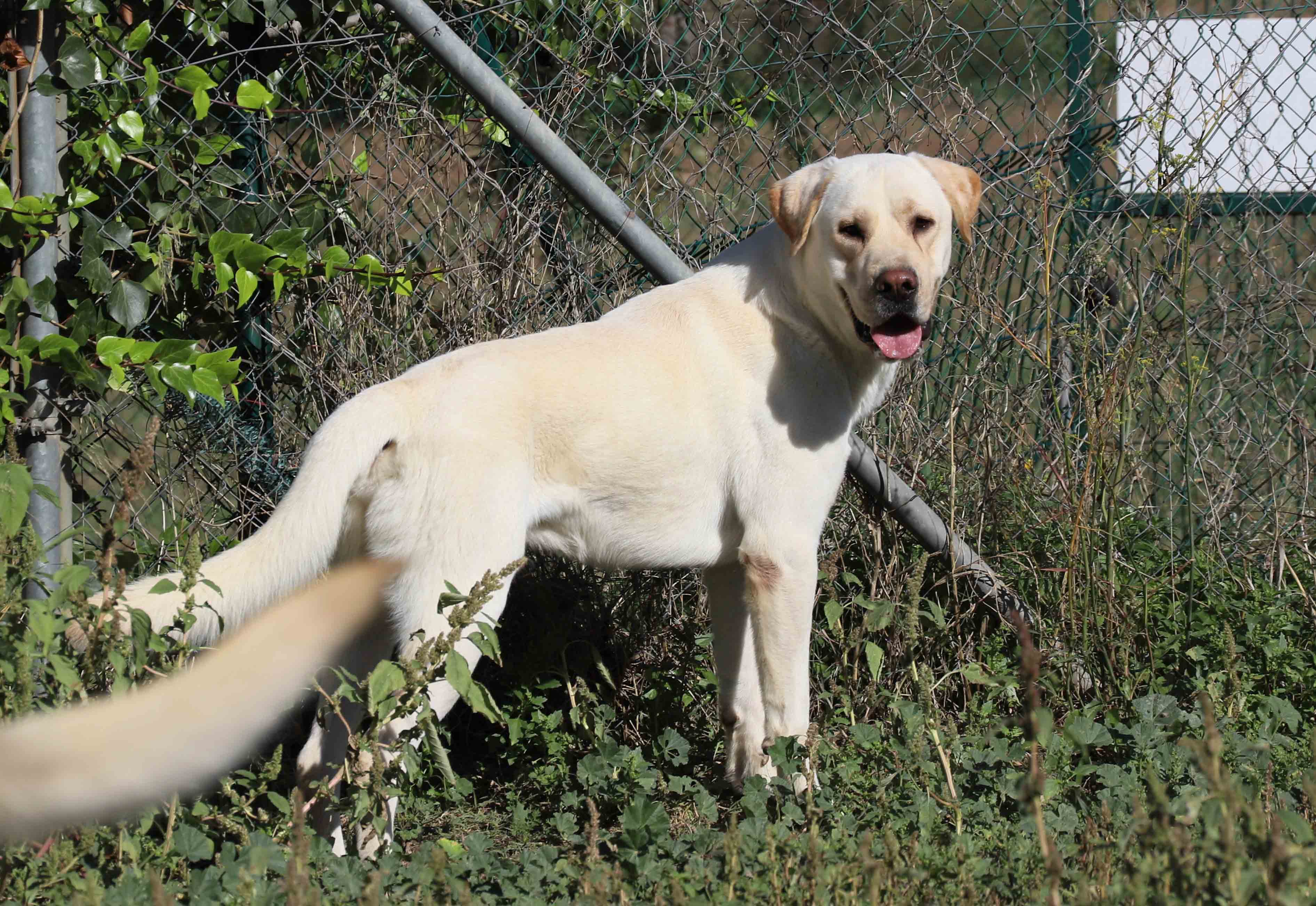 Raiser – Asociación SosGolden