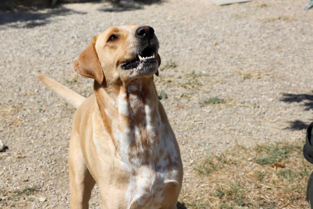 Adoptado Oiche – Asociación SosGolden