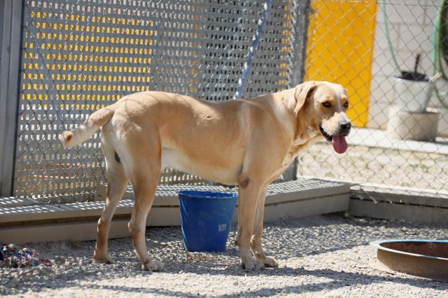 Adoptado Oiche – Asociación SosGolden